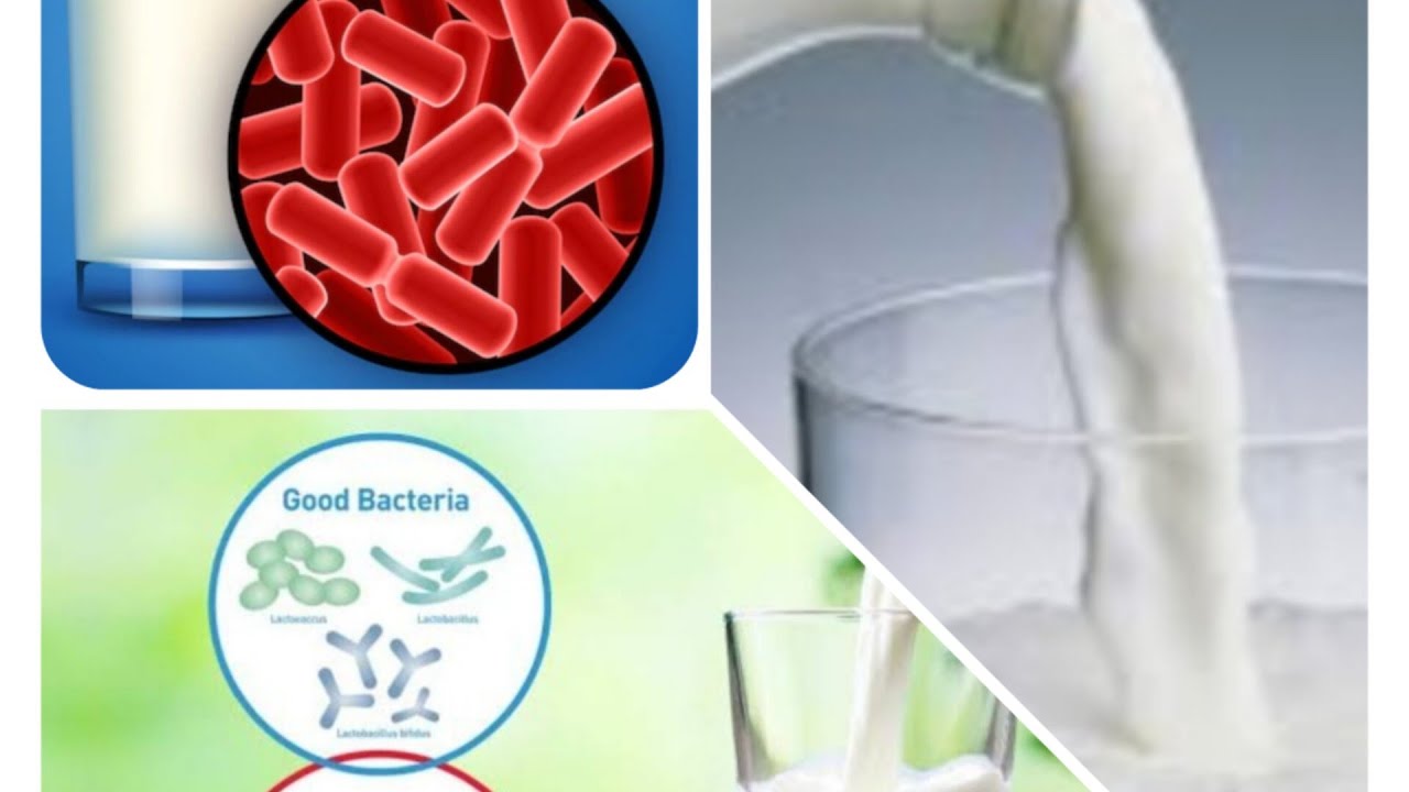 Microbes in milk 1 #microbesinmilk dairy microbiology #lactobacillus ...