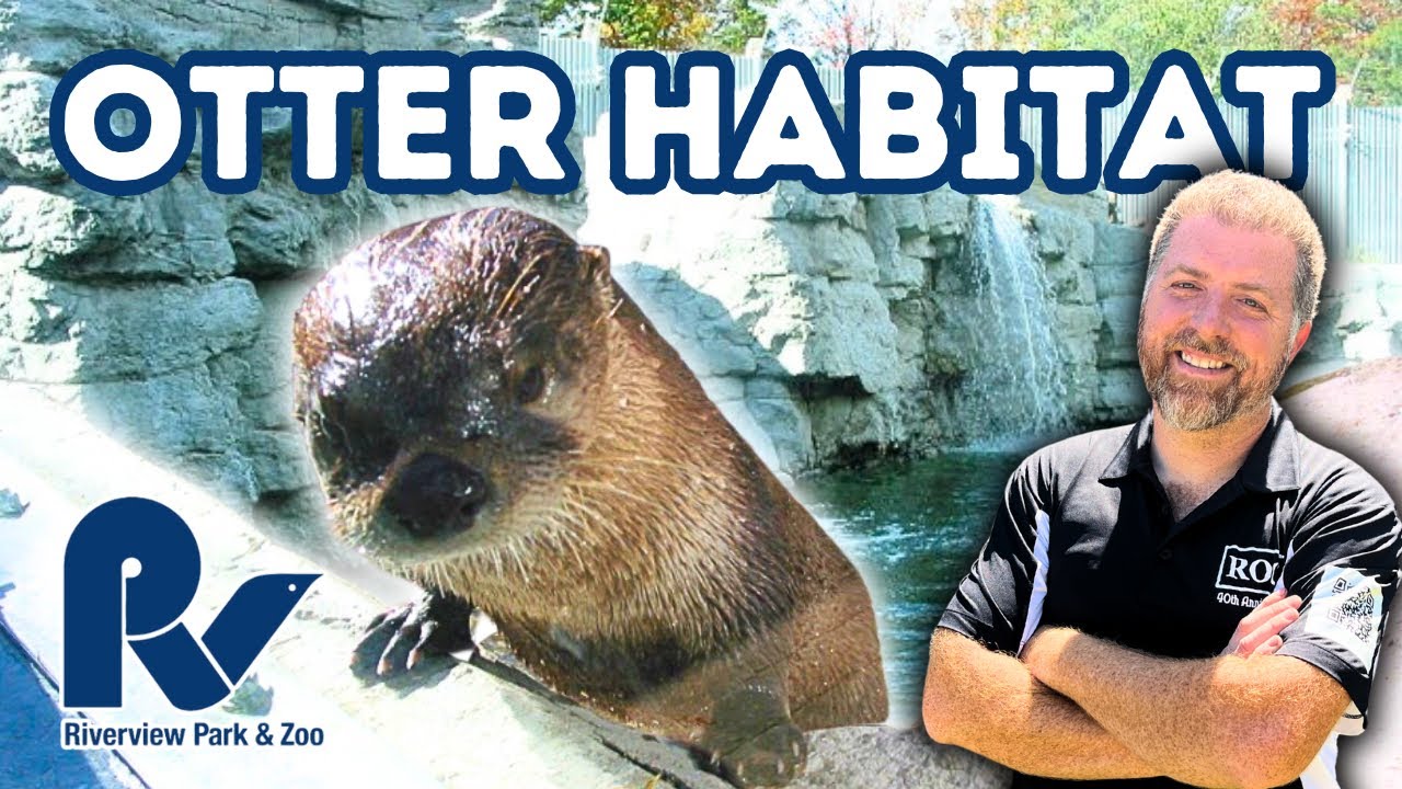 Building Otters the Most Natural Habitat Possible | Riverview Park ...
