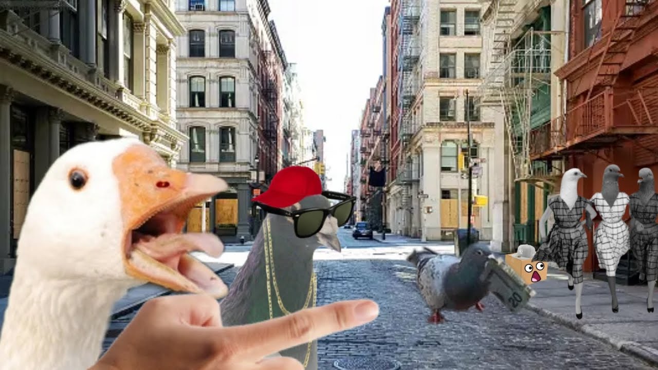 pigeon rap - YouTube