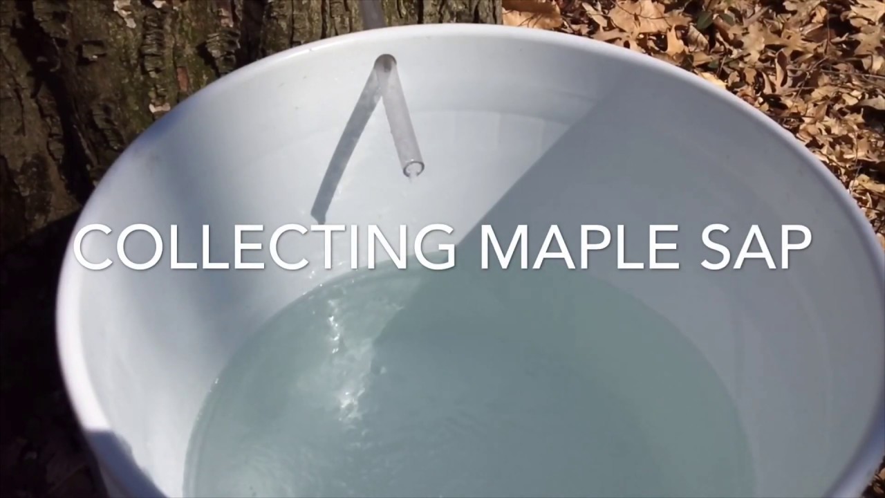 075 Collecting sap for maple syrup - YouTube
