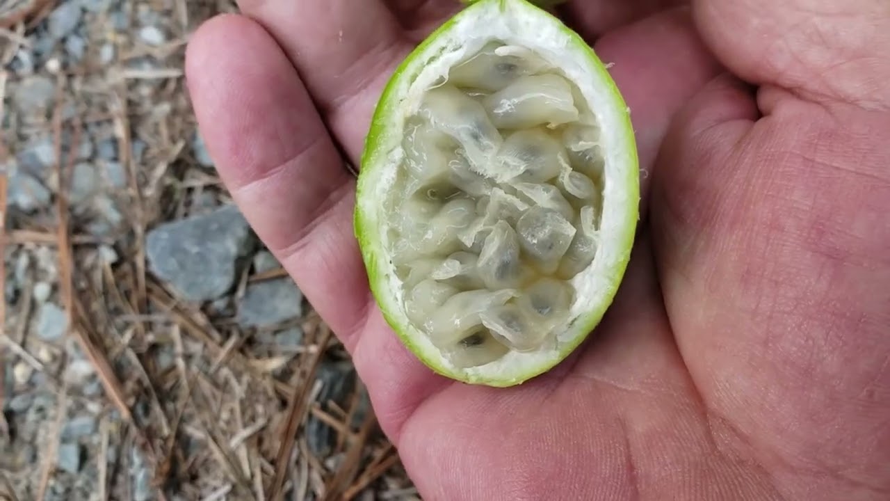Maypops Are Starting To Ripen - YouTube