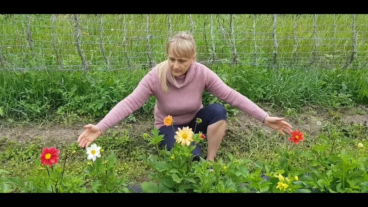 Dáliák egynyári termesztésben - YouTube