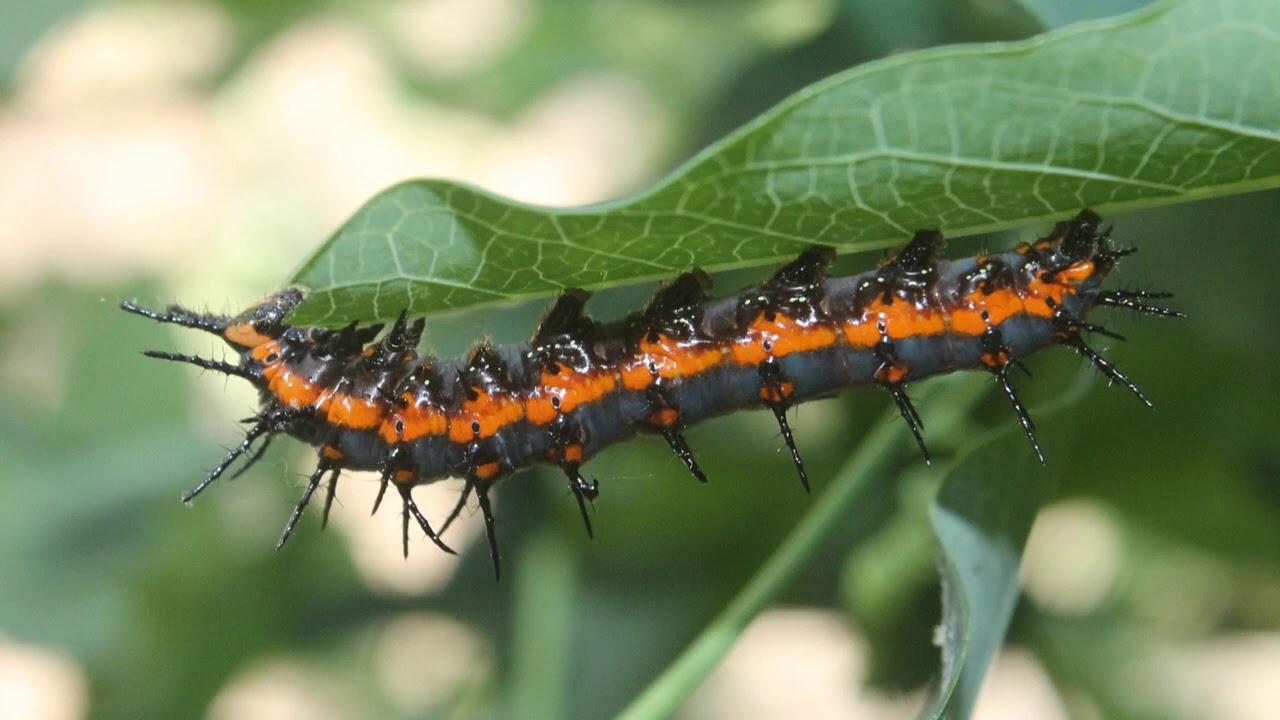 Gulf Fritillary Butterfly Caterpillar