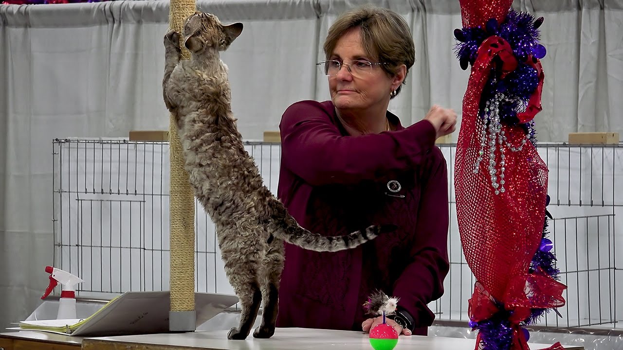 CFA International 2016 - Purple Show - Devon Rex kitten class - YouTube