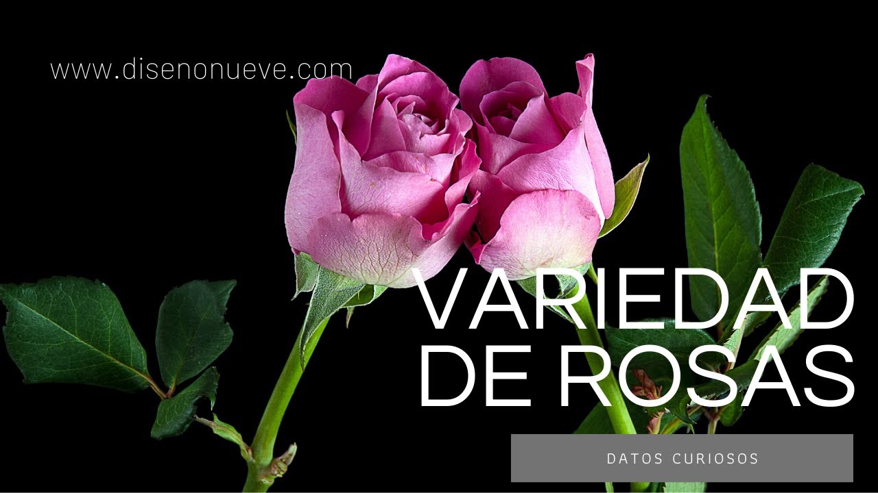 Clasificación de las rosas - YouTube