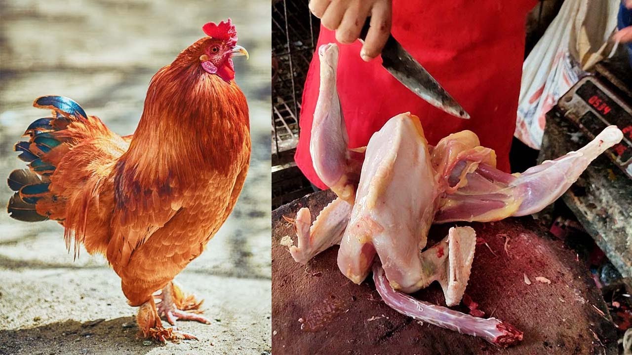 Country Chicken Cutting Skills - YouTube