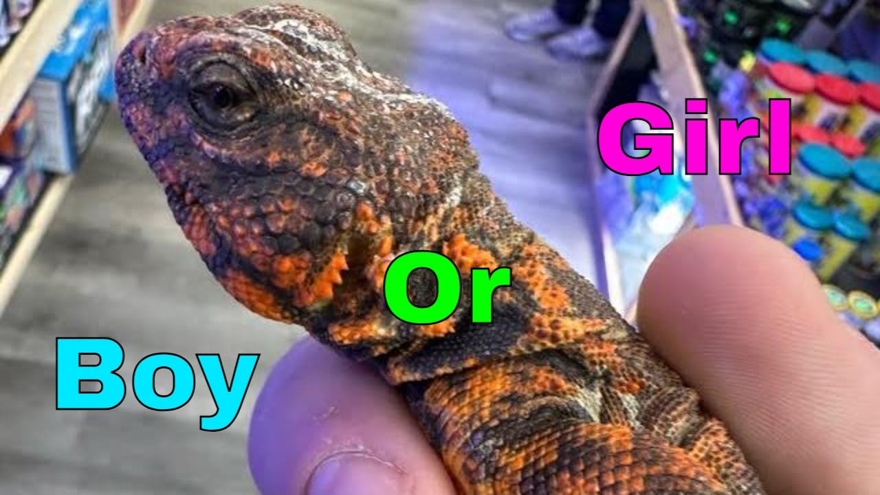 How To: Tell The Gender of Your Reptile - YouTube