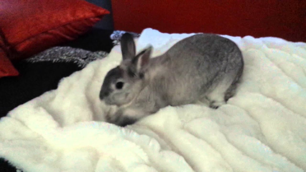 Bunny making the bed - YouTube