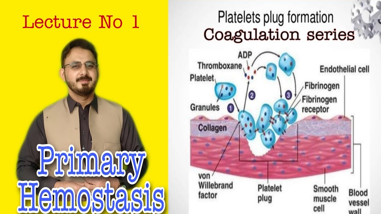 Primary Hemostasis||Primary Platelets Plug Formation (Lecture 1) - YouTube
