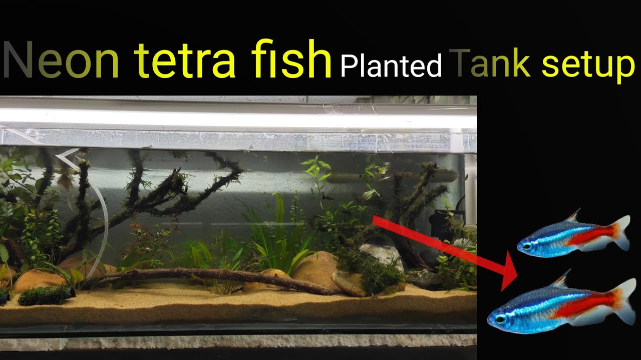 Neon tetra fish planted tank setup || neon tetra fish tank setup - YouTube