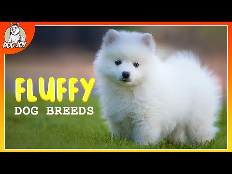 Meet the Fluffiest Dog Breeds in the World!