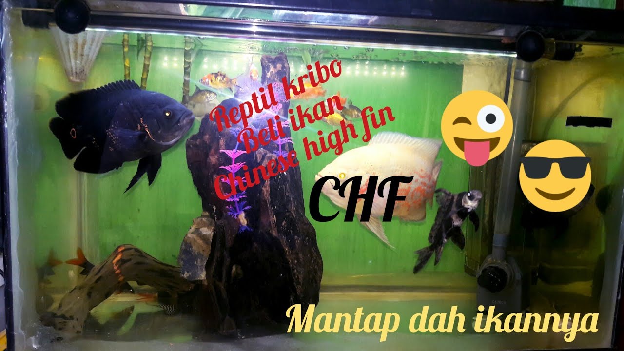 Beli ikan CHF chinese high fin di pasar jatinegara subuh baru - YouTube