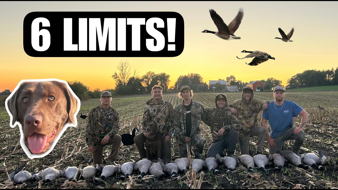 CRAZY Evening Goose LIMITS + Kona's FIRST GOOSE! (780 Shots 18 Geese ...