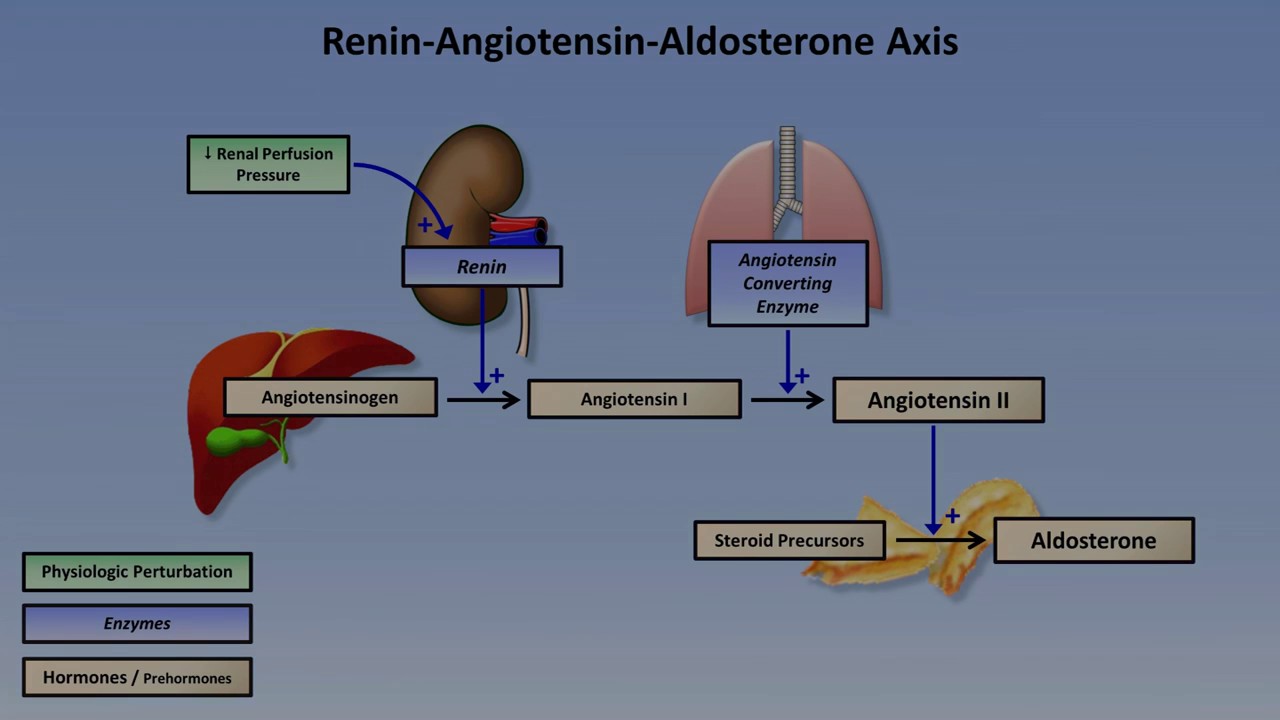 Sodium and Potassium Metabolism Renin, Angiotensin, Aldosterone, and ...