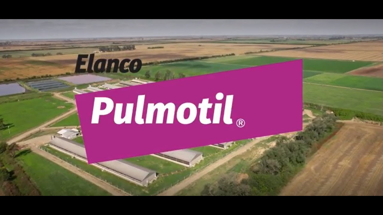 Pulmotil ™– La solución al Complejo Respiratorio Porcino - YouTube