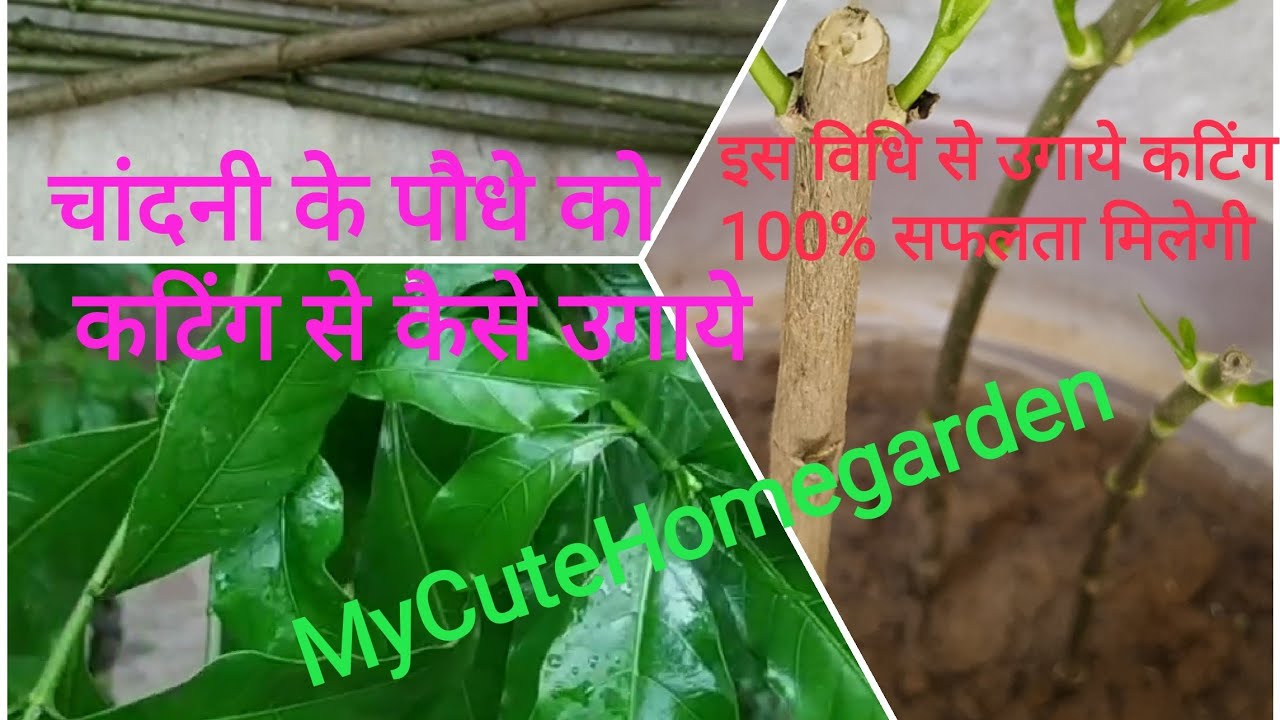 चांदनी के पौधे को कटिंग से कैसे उगाये।how to grow chandani plant ...