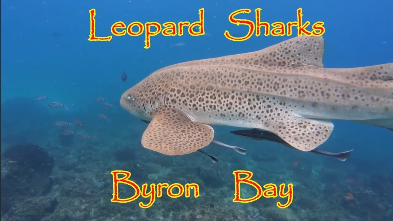 leopard sharks Byron bay Julian rocks - YouTube