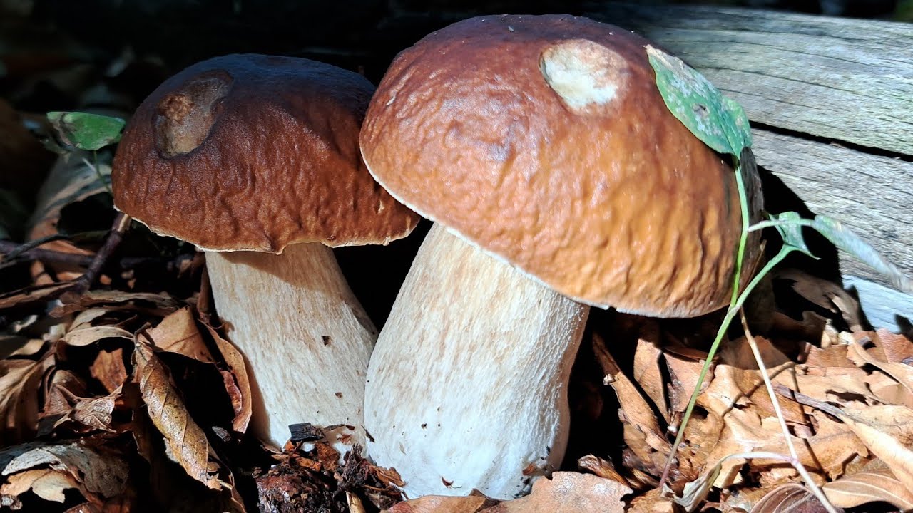 Ricordi Porcini 2022 - I bellissimi porcini del Monte Aiona🍄🌳Wonderful ...