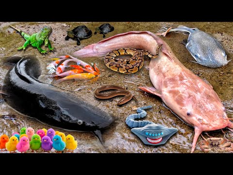 Wow! Menangkap Ikan Lele Albino Dalam Lubang Ada Ikan Gabus, Lele Jumbo, Ular, Kepiting, Ikan Hias