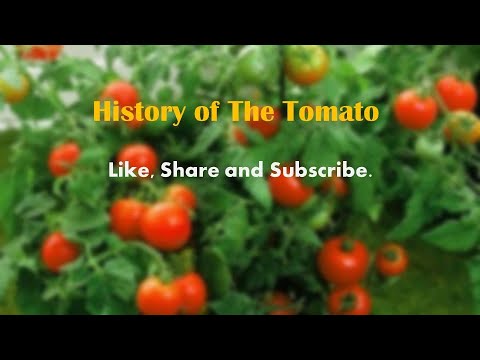 History Of The Tomato | Story Of The Tomato | Is a tomato a Fruit or a ...