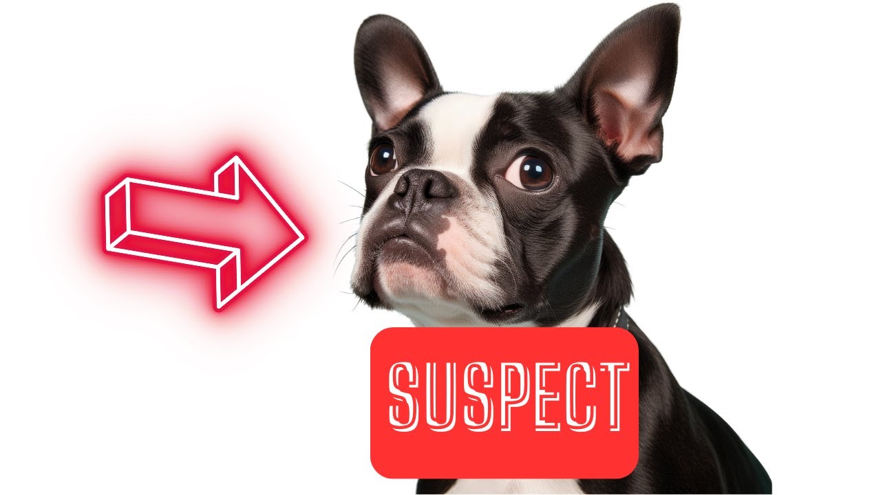 5 Shocking Facts about Suspect Dogs: Behind Paws and Claws! 🐾😂 - YouTube