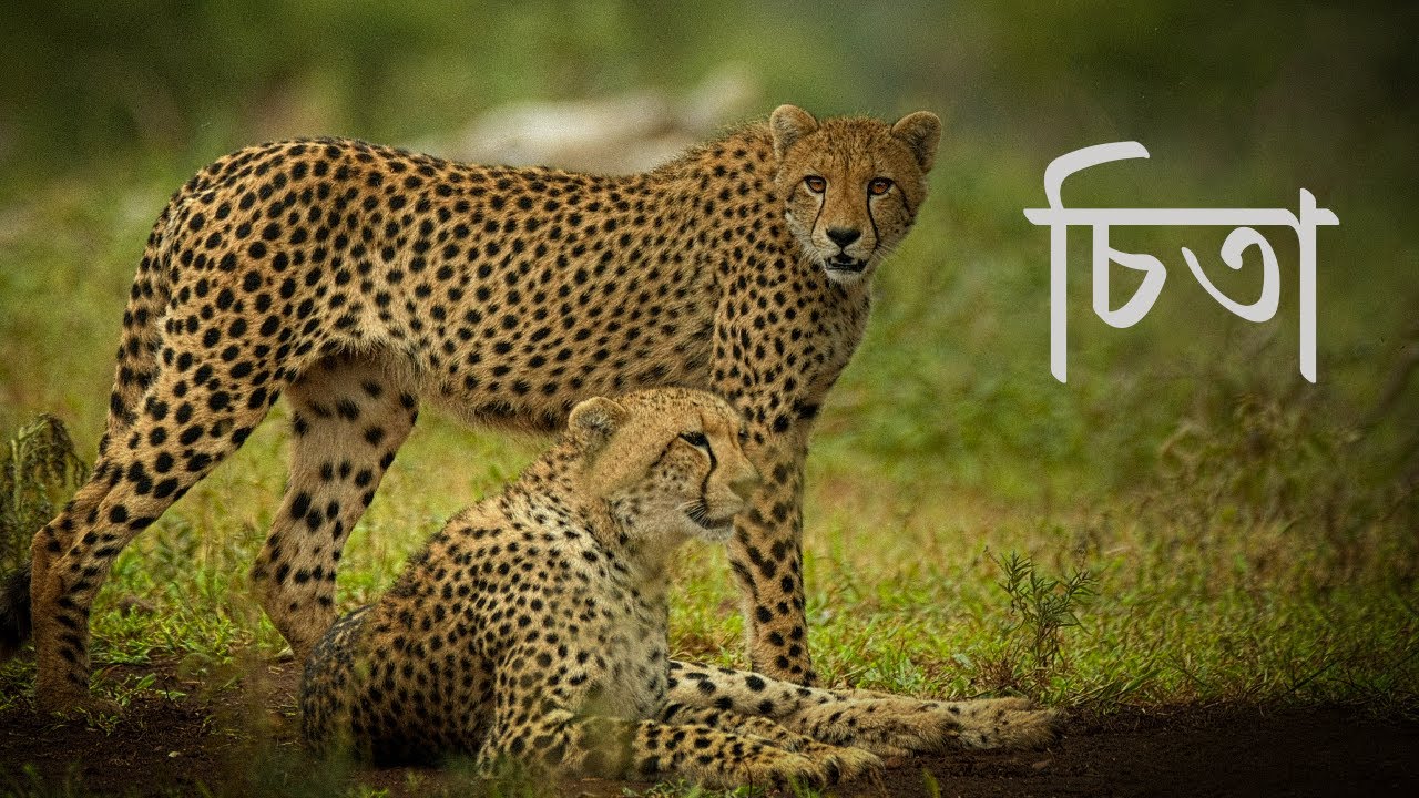 চিতা । দ্রুততম স্থল প্রাণী । Amazing facts about Cheetah । KNOWA ...