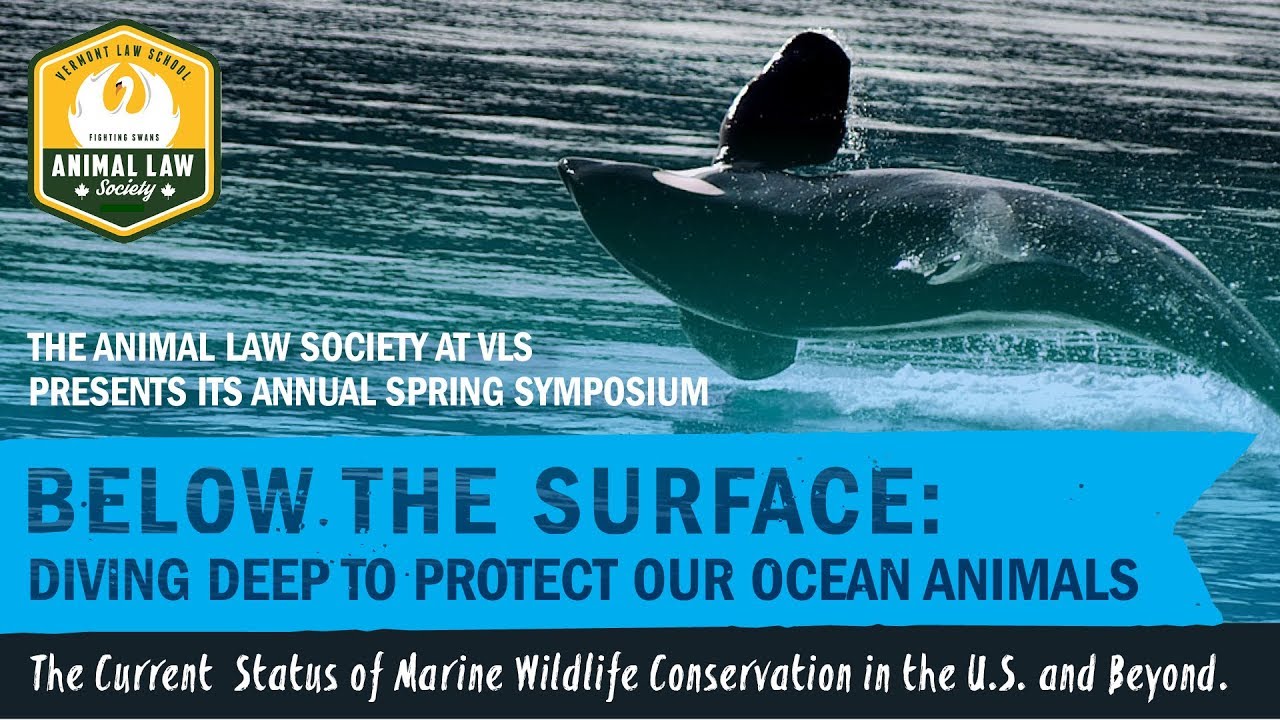 Below the Surface: Diving Deep to Protect our Ocean Animals - YouTube