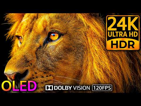 24K HDR 120FPS Wild Animal Detail: Dolby Vision OLED Test (8K/4K Video)