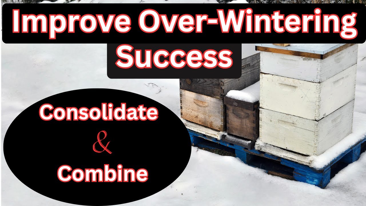 Beekeeping | Consolidating and Combining Hives - YouTube