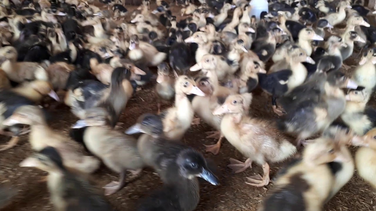 BEAUTIFUL BABY DUCKS || DUCK FARM - YouTube