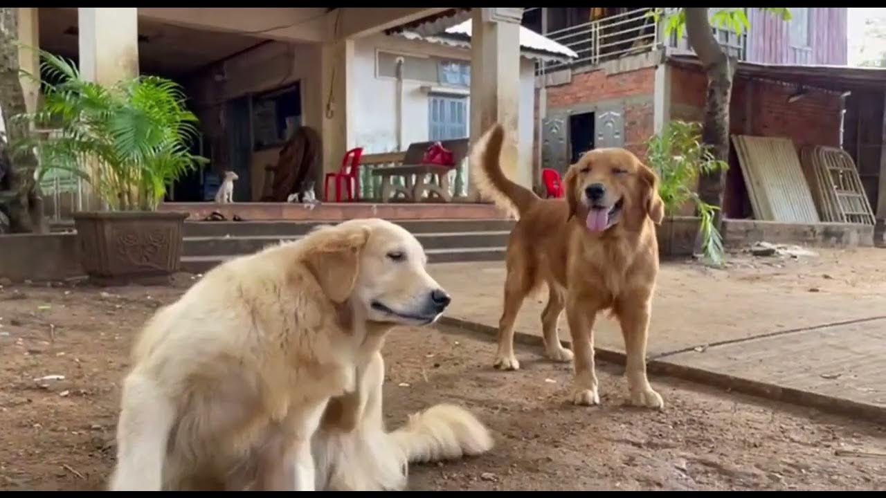 Dog daily life - YouTube