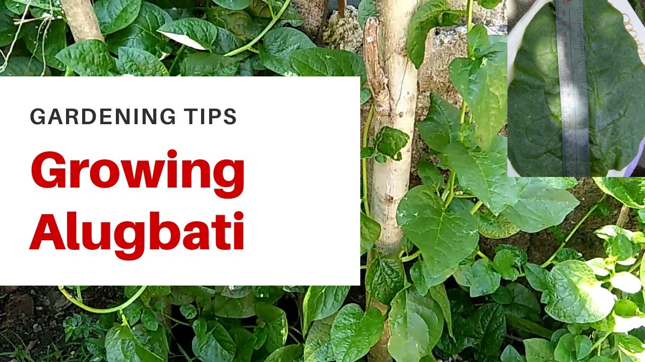Growing Alugbati (Spinach)| Home Gardening - YouTube