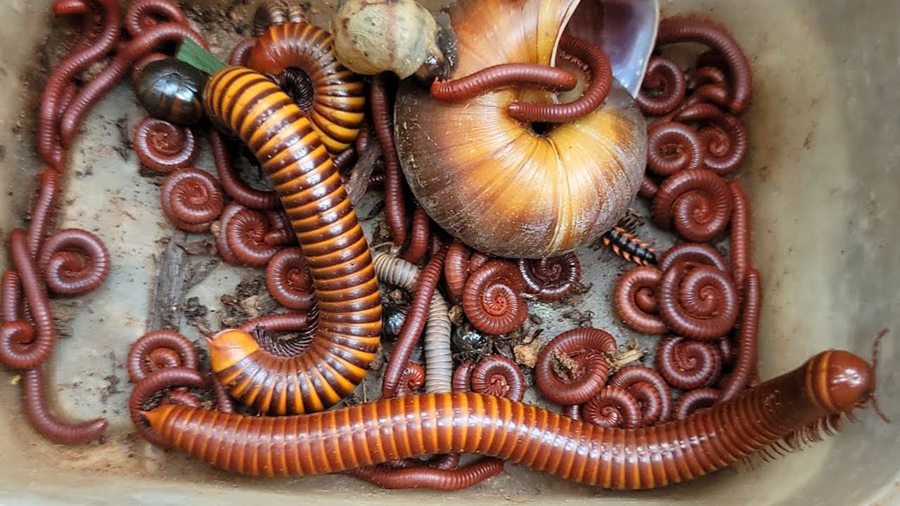 Priceless Catch Poisonous Red Millipede, Giant Millipedes, Red Spotted ...