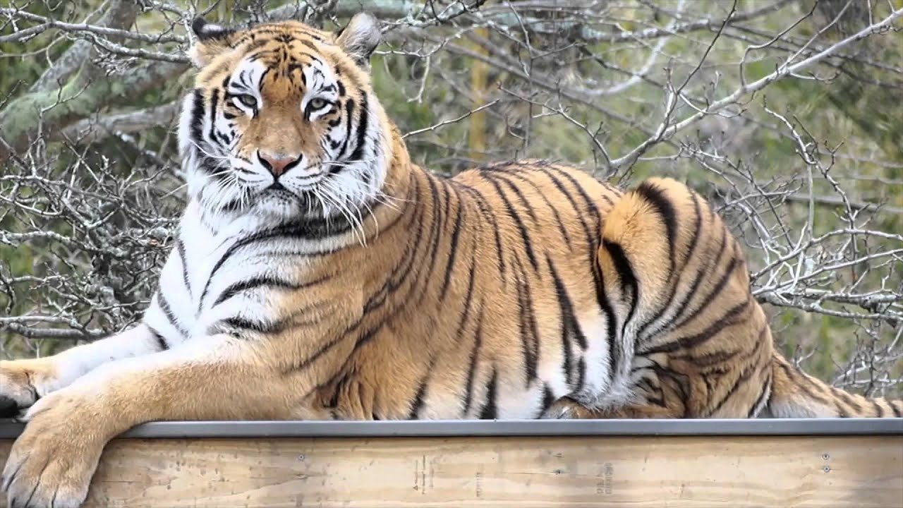Tiger - Breathing with Animals - YouTube