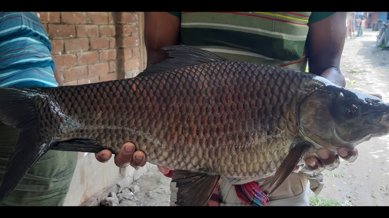 Live 6 kg Big size Kalibaus Fish | Fishing Kalibaus on the river ...