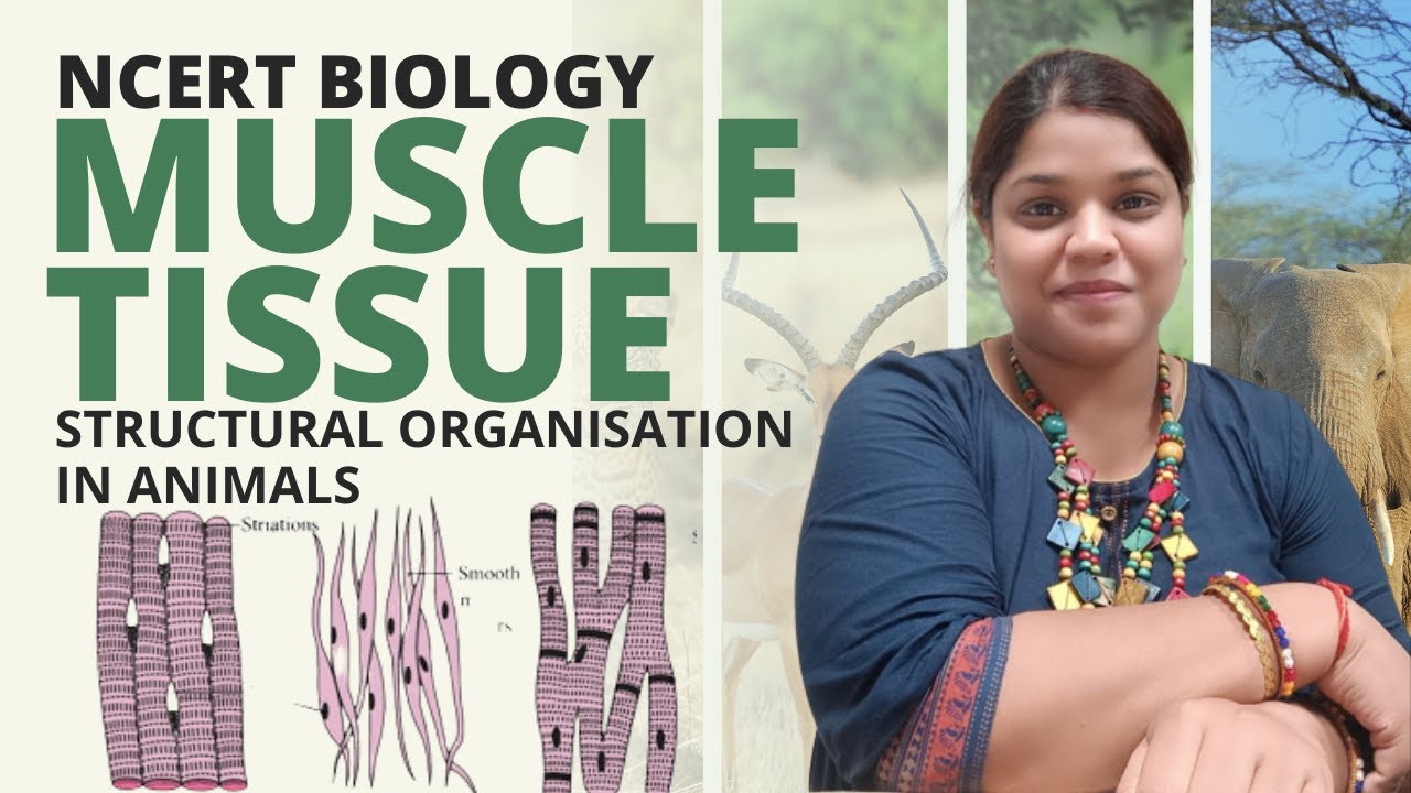Muscle tissue | Class 11 | Biology | Structural organisation in animals ...