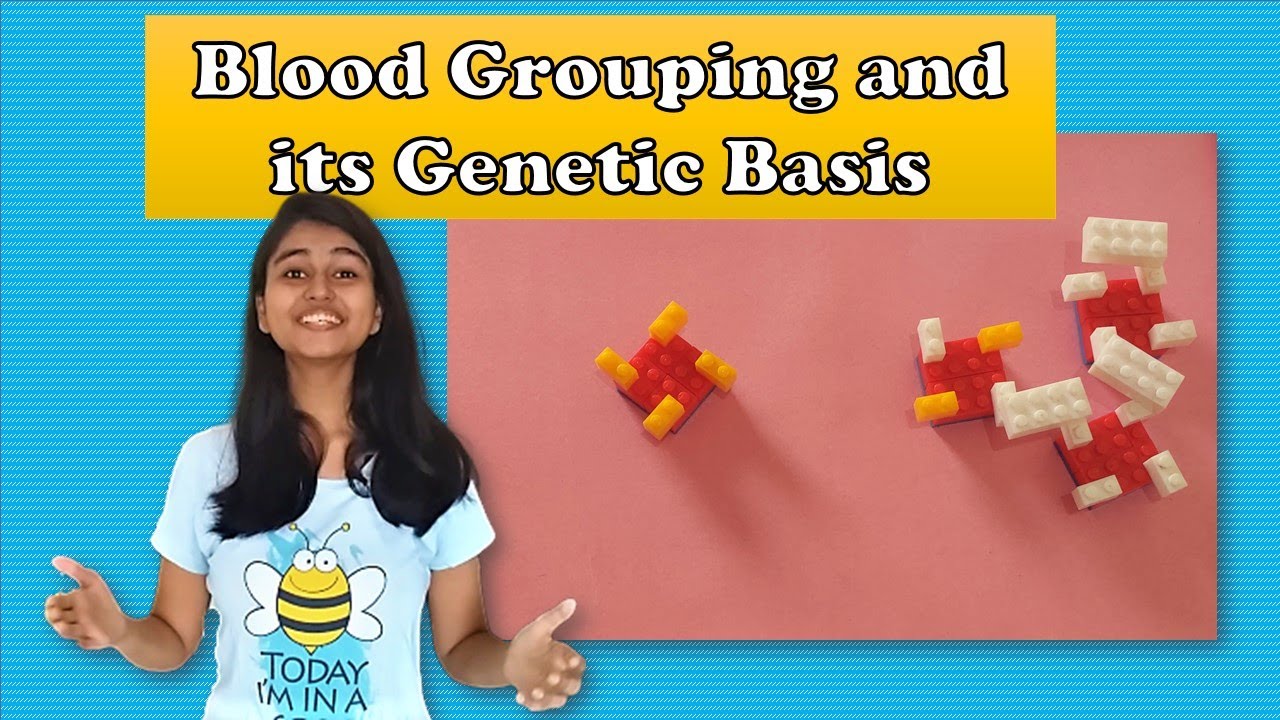 Blood Grouping and its Genetic Basis (with LEGO!!) - YouTube