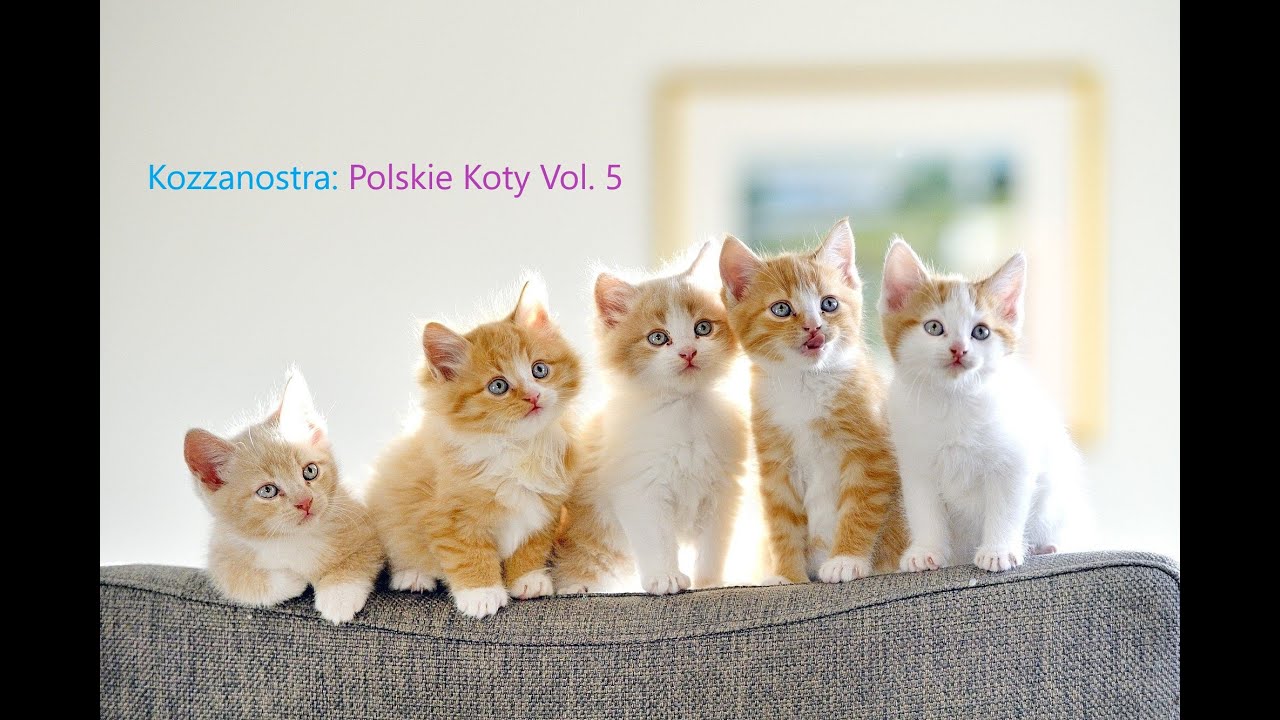 Kozzanostra Polskie Koty Vol. 5 - YouTube