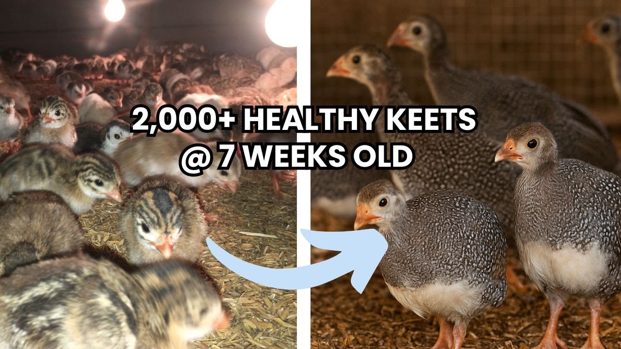 7 Weeks Old: See How Our Guinea Keets Are Growing! - YouTube