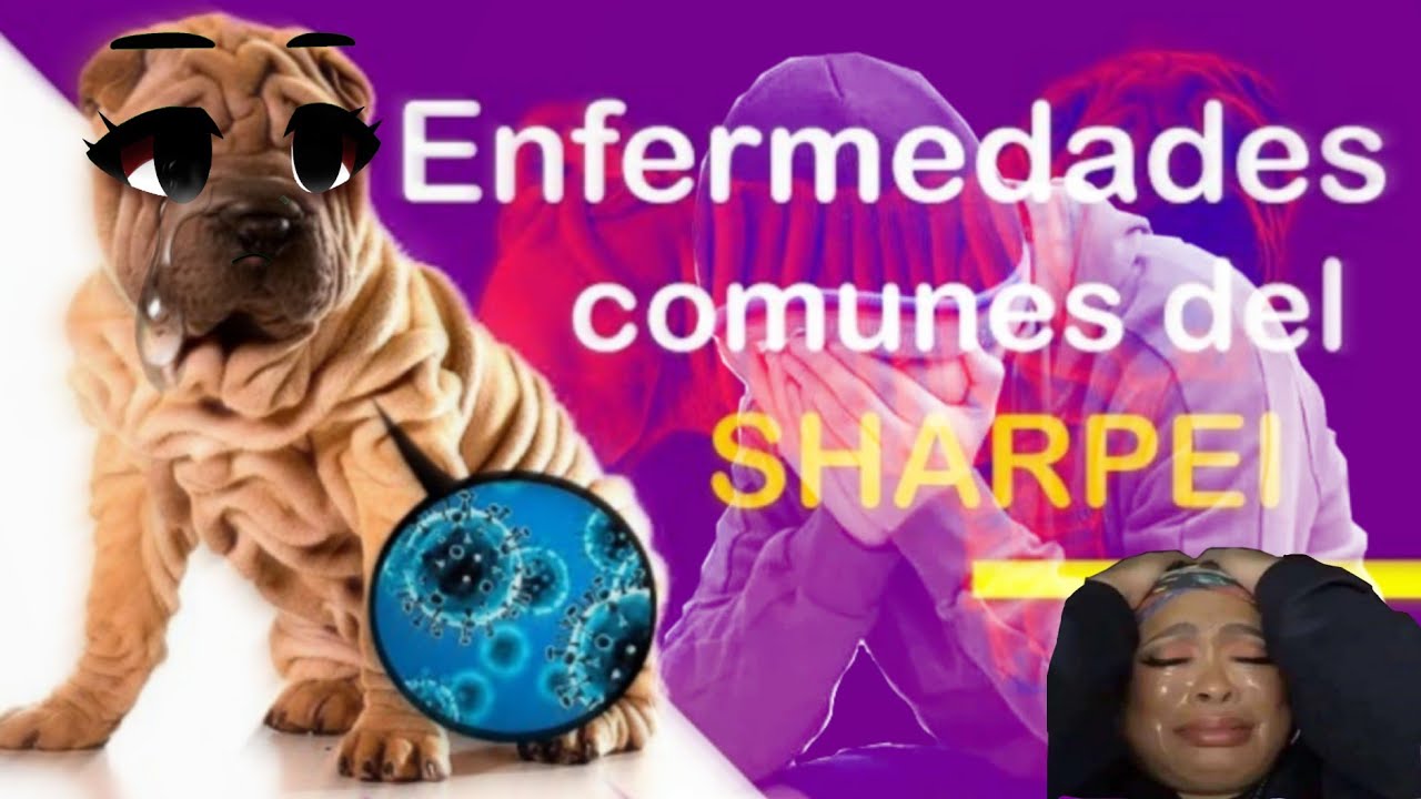 🐶PERRO SHAR PEI 🦠: Sus Enfermedades Más Comunes y Cómo Cuidarlo 🦠 ...