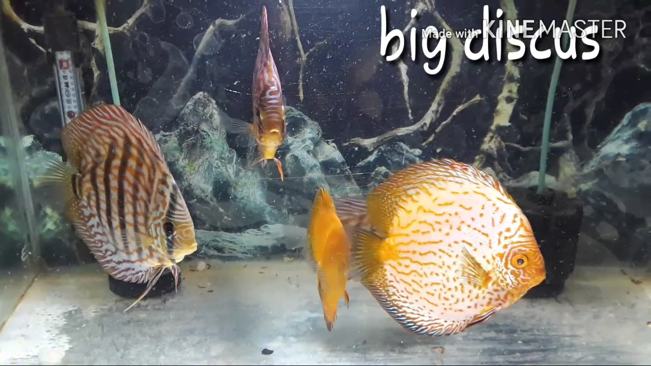 My Big discus fish | exotic fish - YouTube
