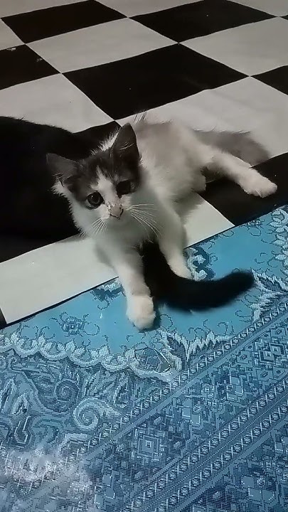 kelucuan anak kucing yang main -main dengan ekor ibunya - YouTube