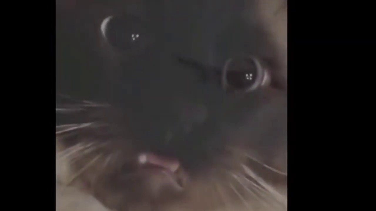 that meme i see it my cat tho that nuke - YouTube