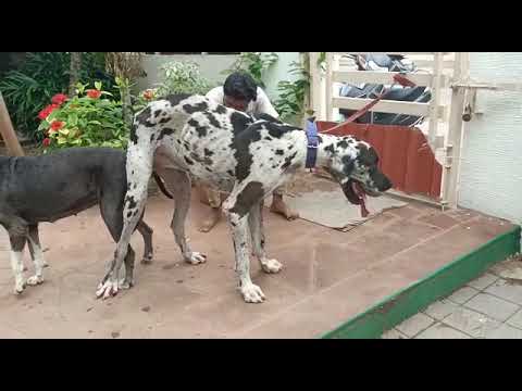Great Dane Mating - YouTube