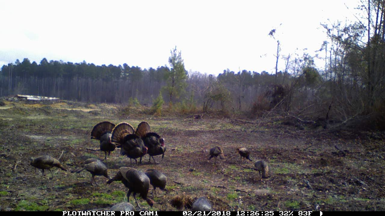 Turkey - Stayin' Alive - PlotWatcher Pro - 2018 - YouTube