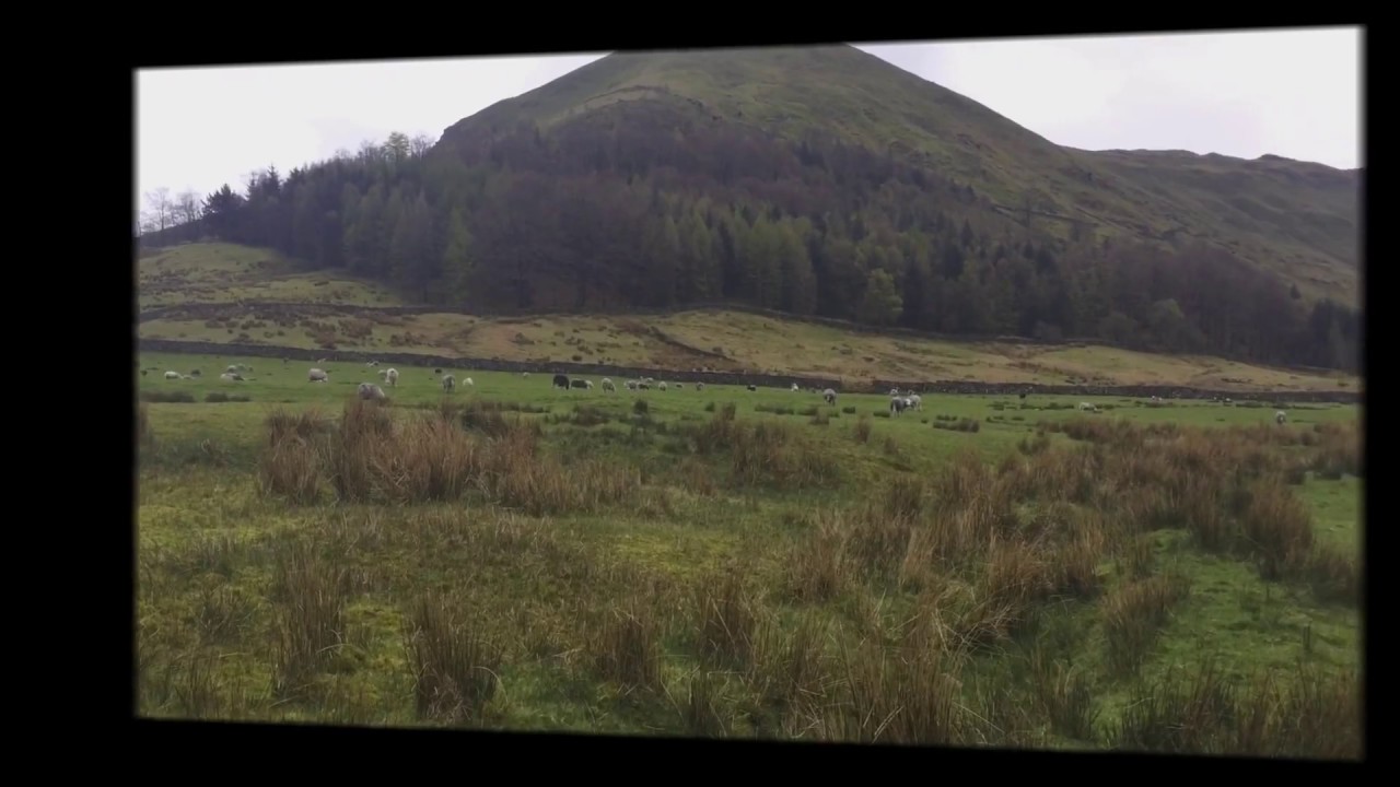 Herdwick Sheep (Lake District) in Beautiful Scenery - YouTube