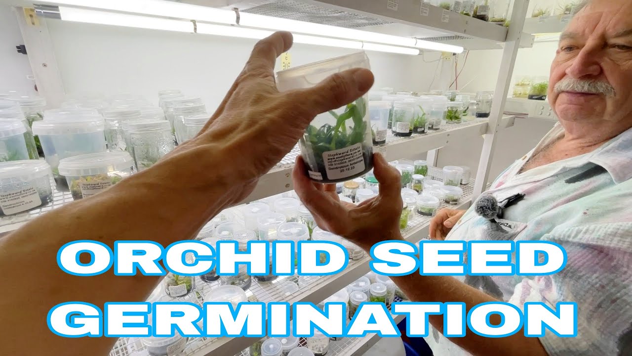 Learn more about Orchid Tissue Culture, A Laboratory Tour - YouTube