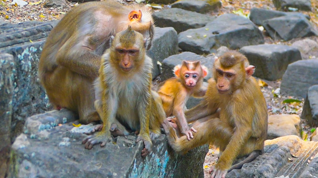 Leo family Sweet moment!! Monkey Libby help take care her family so ...