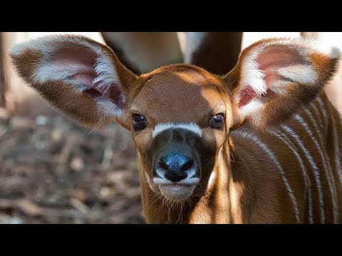 กวาง Bongo Deer น่ารักมาก ถ่ายมาให้ชมเพื่อศึกษาชีวิตสัตว์โลกน่ารัก ...