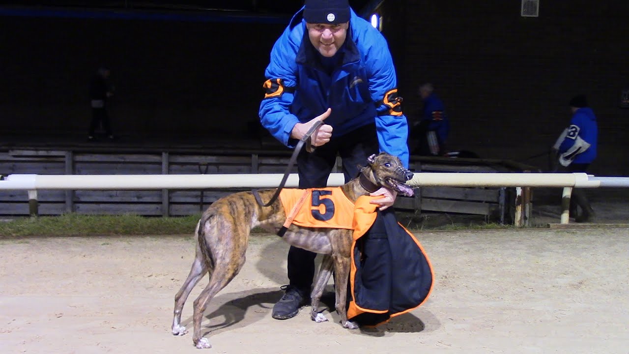 DROMANA COVEFFE Trap 5 A3 & WINS 400 th RACE FOR ALNWICK KENNELS IN ...